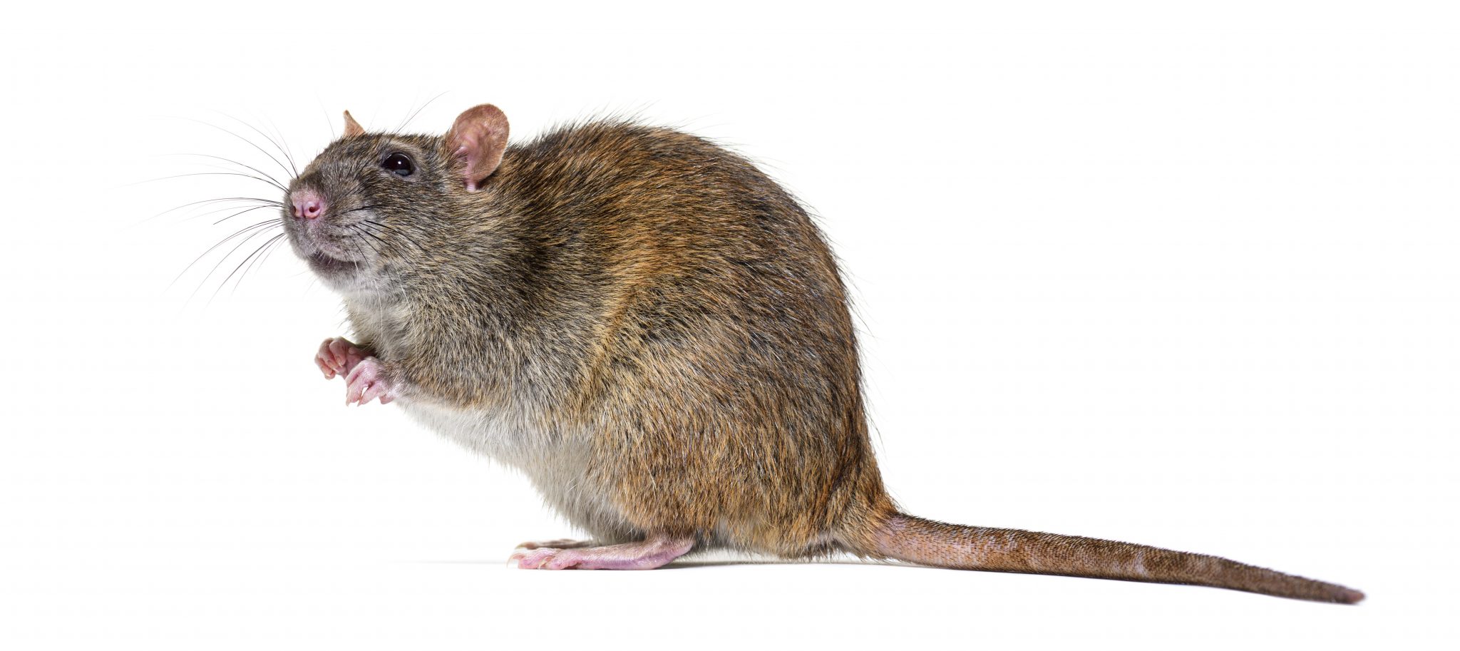 Rat : identification, risques sanitaires et méthodes efficaces de lutte ...